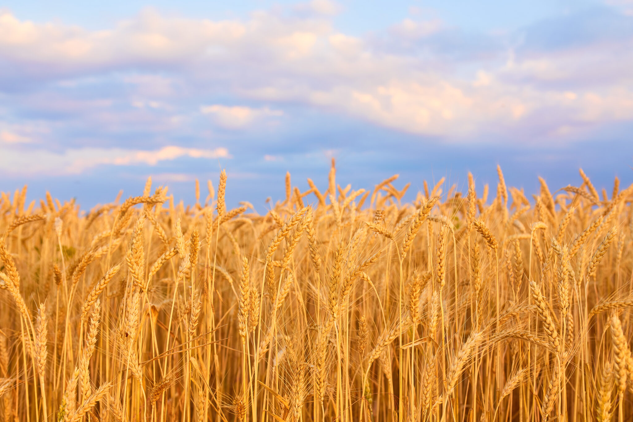 Avemar ™ is made from the extract of GMO free wheat germ through a ...